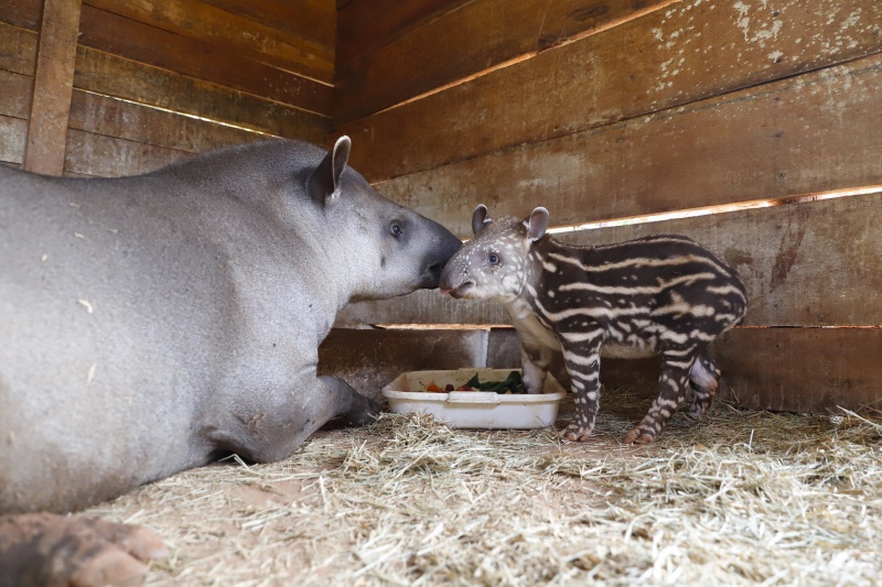 Zoológico registra nascimento de filhote de anta – Jornal do Trabalhador