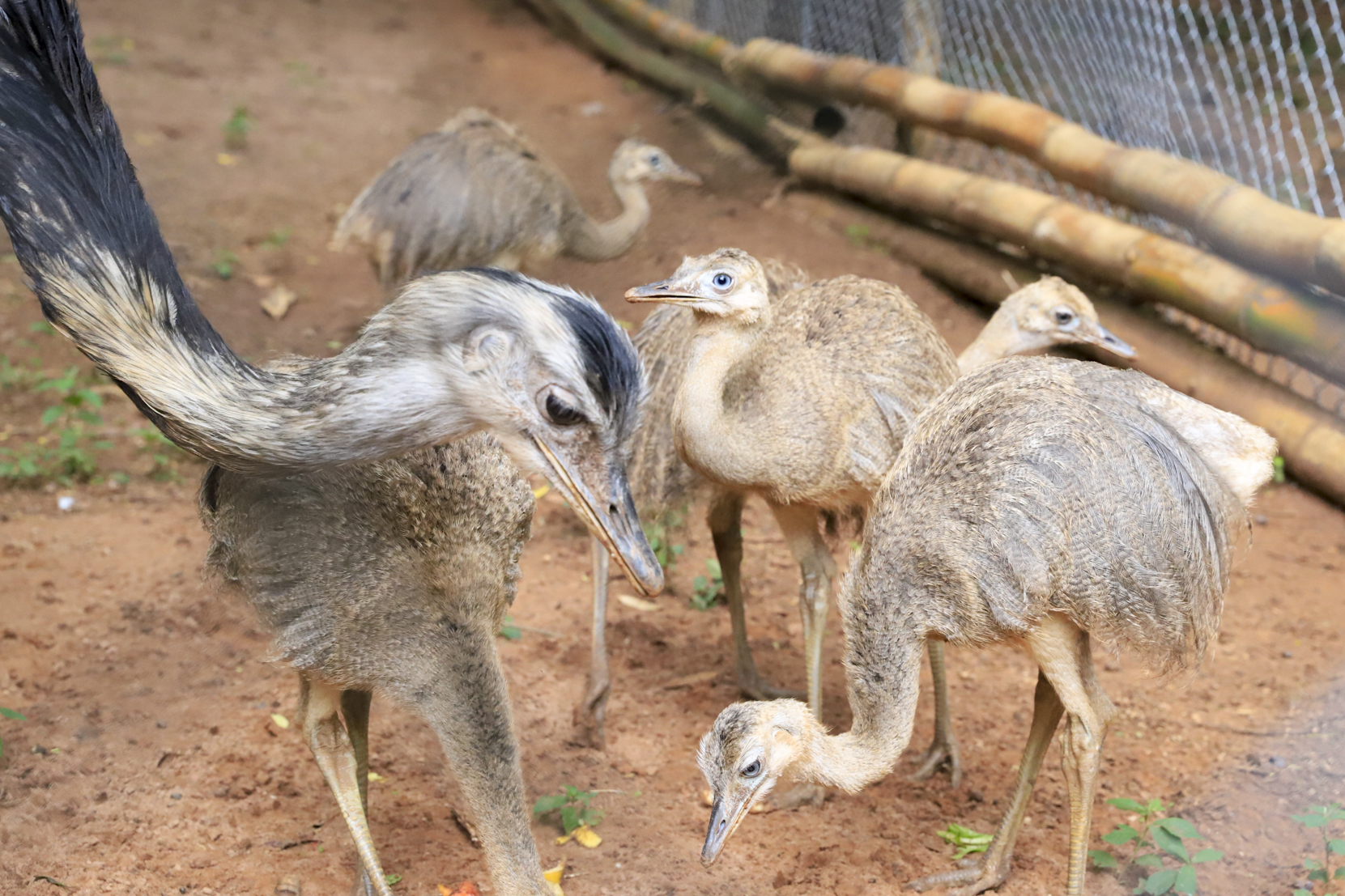 Bosque registra nascimento de seis filhotes de ema – Jornal do Trabalhador